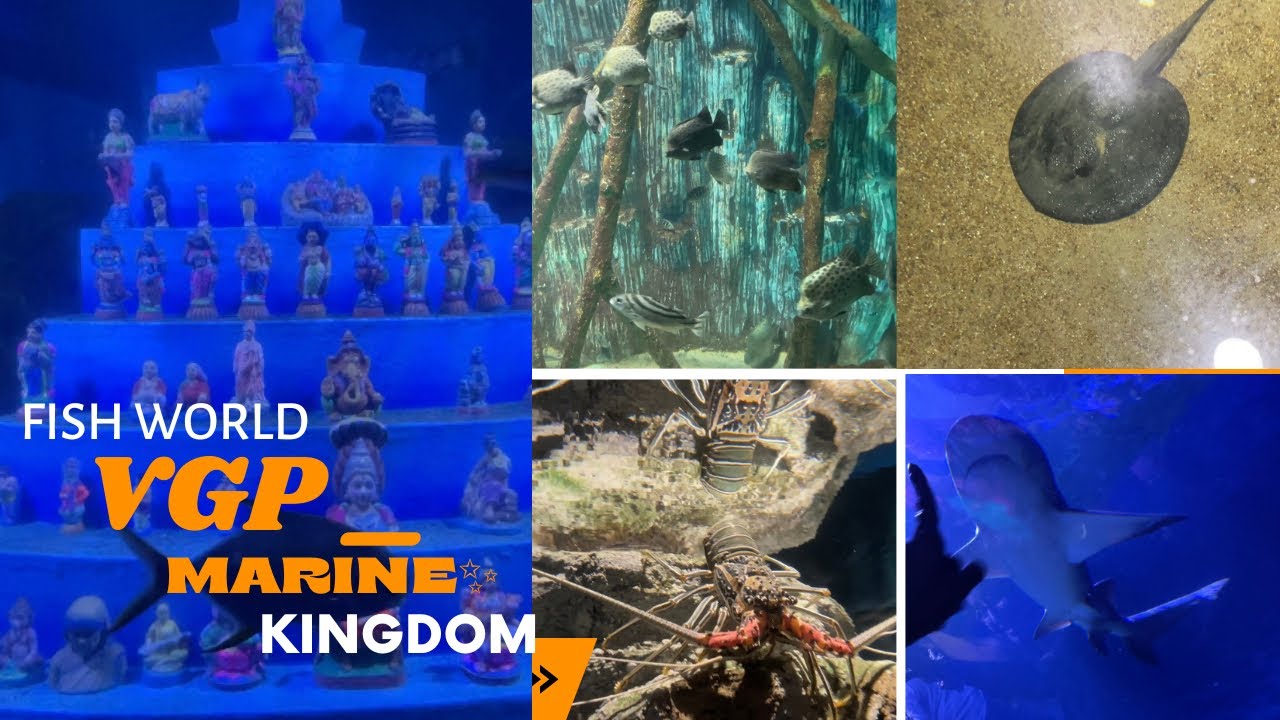VGP Marine kingdom ||fish world 🐠||100 type of 🐠 fish 700₹#santhovlogs ...