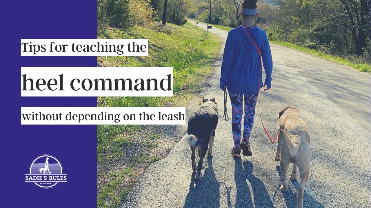 TEACH HEEL WITHOUT DEPENDING ON THE LEASH - Tips for teaching your dog ...