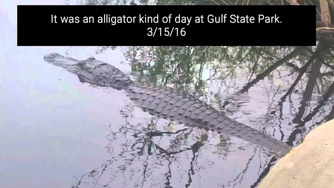Alligators at Gulf State Park 3/15/16 - YouTube