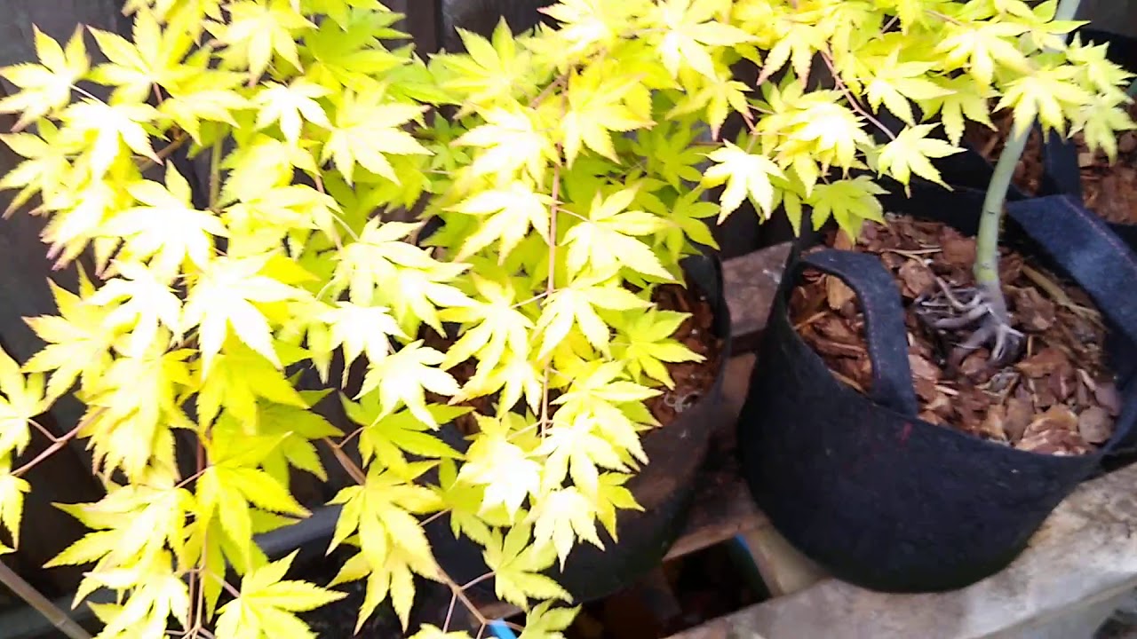Yellow Japanese Maples - YouTube