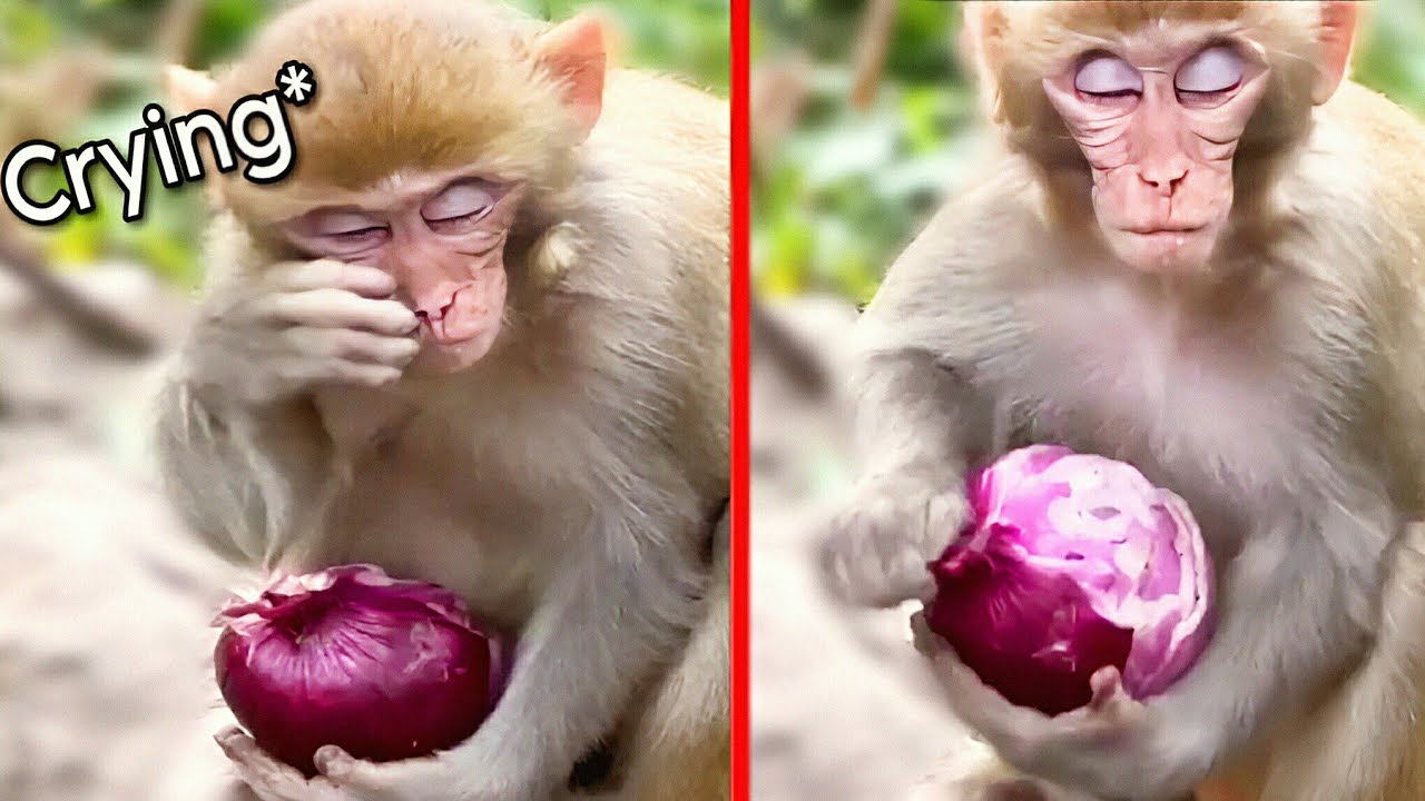 Monkey Cries While Eating *Onion 😂 - YouTube