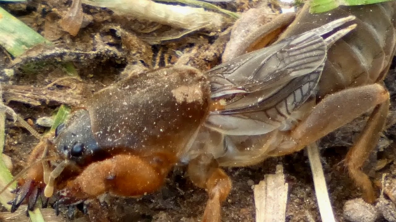 Mole cricket | Digging, Running | Sound | Northern - YouTube