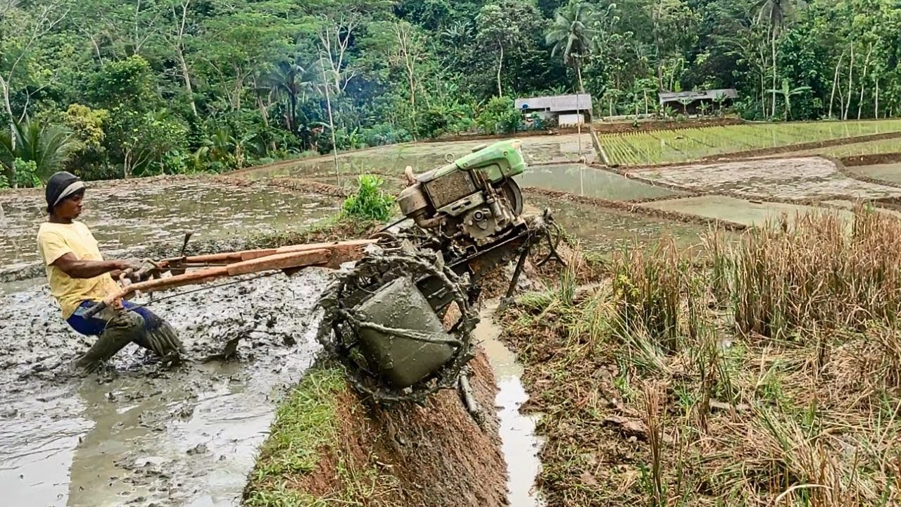 Traktor Sawah Dengan Diesel Kubota Mengolah Lahan Tanah Lengket Petakan ...