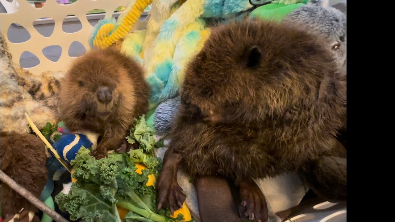 Tater and turnip mid-day snacks - YouTube