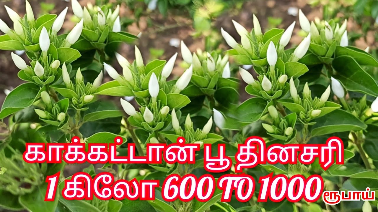 kakkattan poo valarppu 7305739738 காக்கட்டான் பூச்செடி வளர்ப்பு # ...