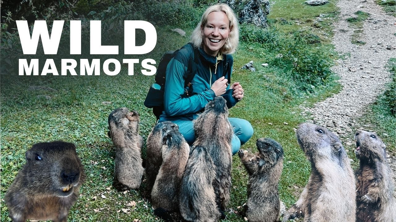 We Met a Family of Wild Marmots in Dolomites - YouTube