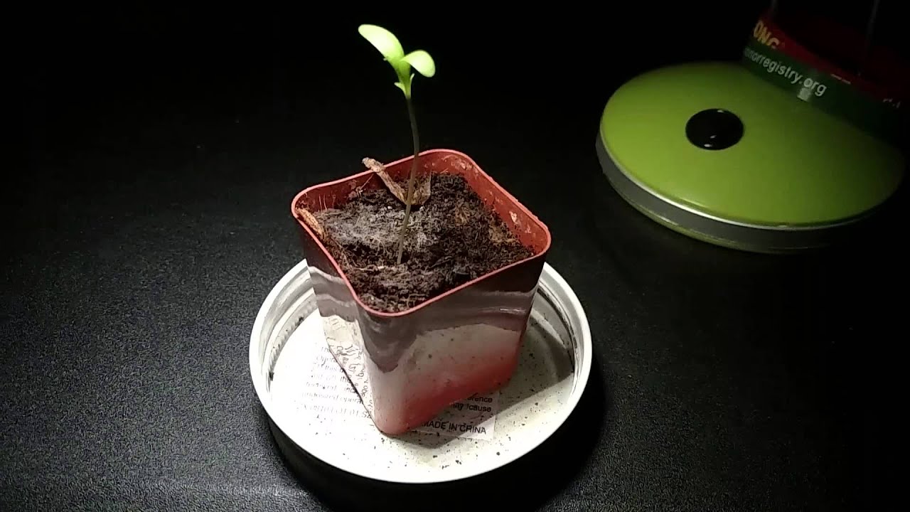 Marigold Seedling Time Lapse - YouTube
