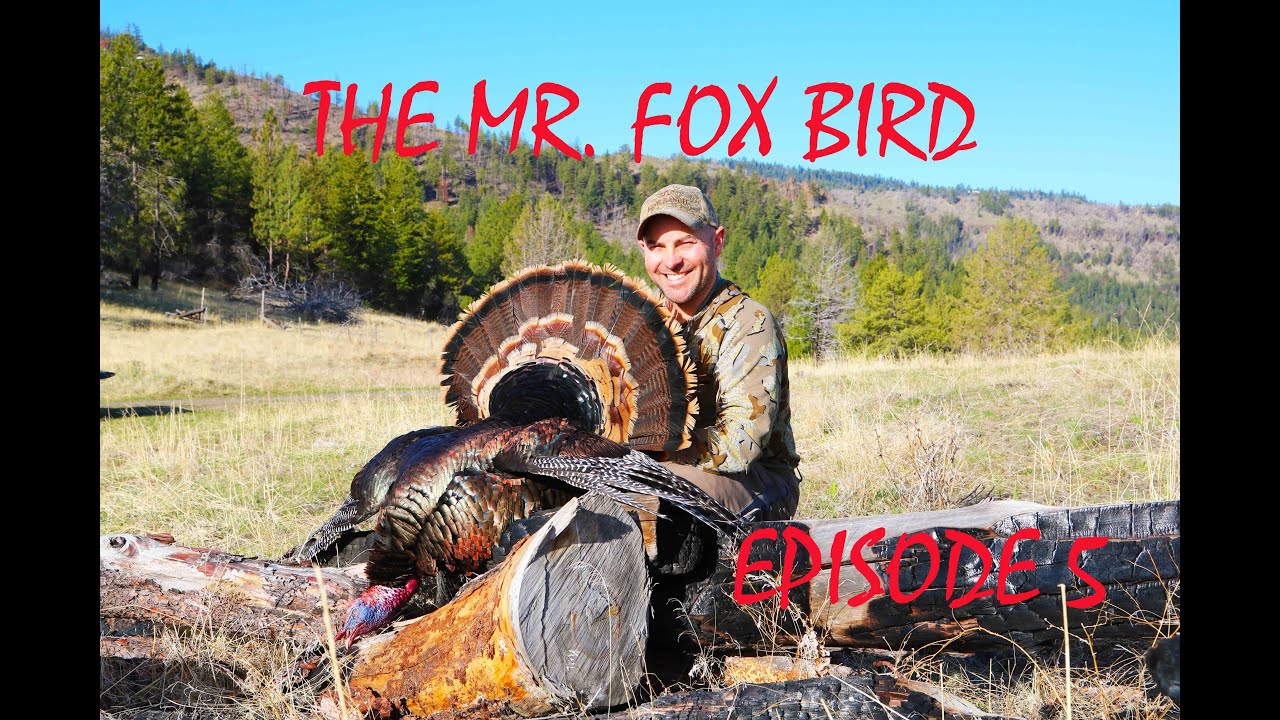 2023 OREGON TURKEY HUNTING EPISODE 5 THE MR. FOX BIRD - YouTube