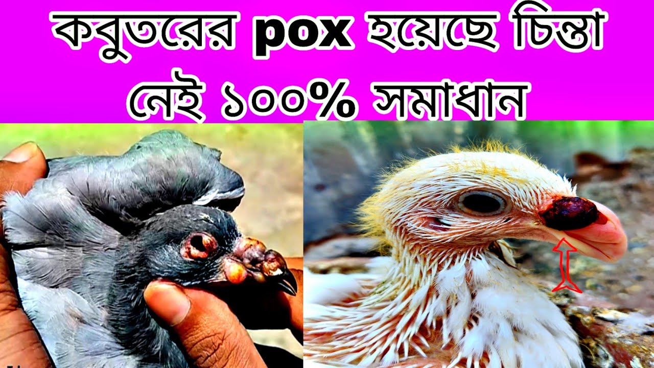 কবুতর এর গোটা,পক্স বা বসন্ত রোগ এবং মশার কামড়ের সমস্যার১০০% সমাধান ...