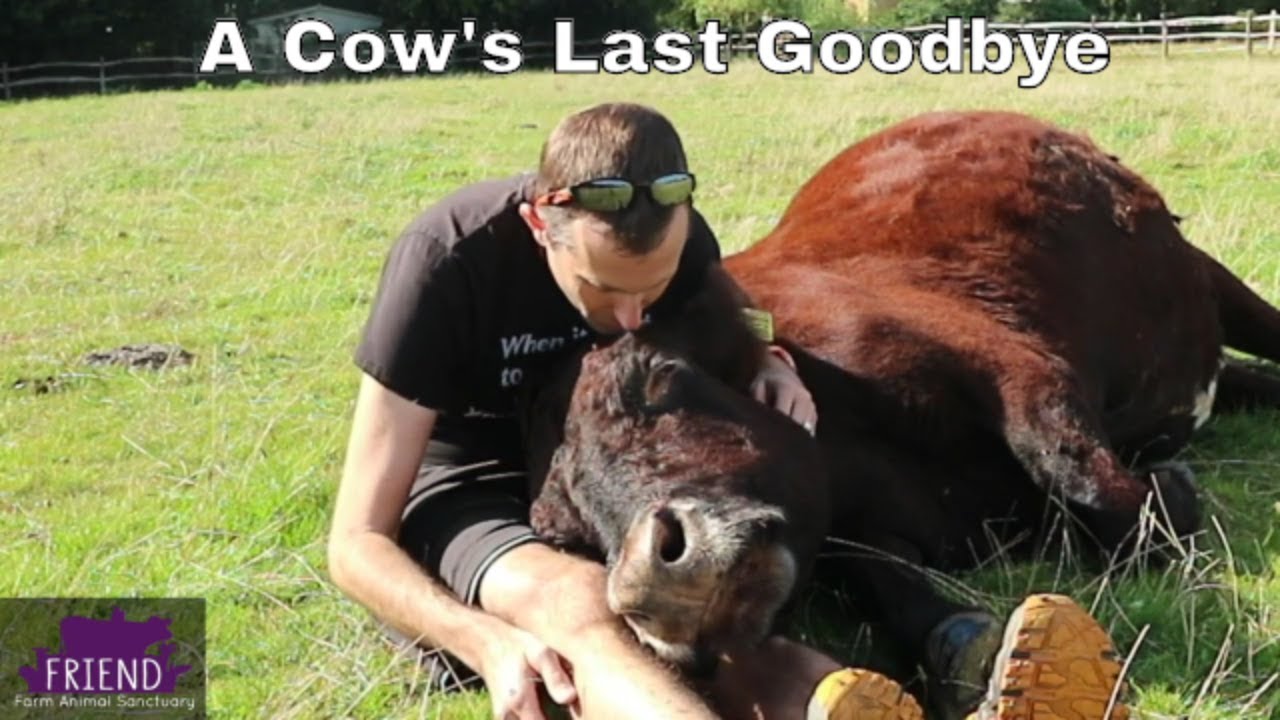 A Cow's Last Goodbye (Vegan Animal Sanctuary Story) - YouTube