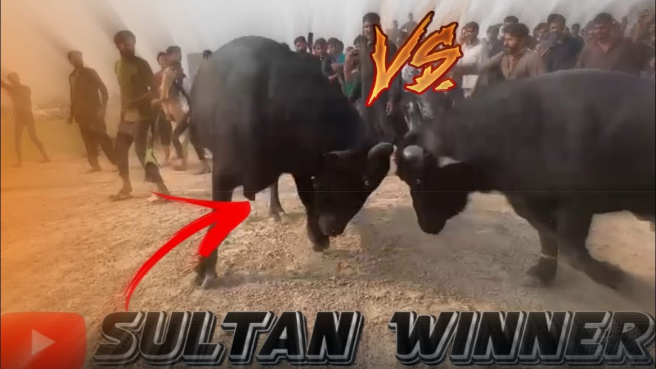 Today winning sultan with lahore bull fight club 365#pakistanibull # ...
