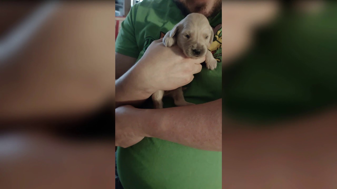 1.5 week old Golden Retriever crying. - YouTube