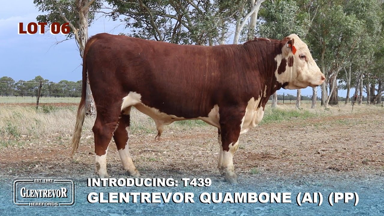 LOT 06 | GLENTREVOR QUAMBONE T439 (AI) (PP) - YouTube
