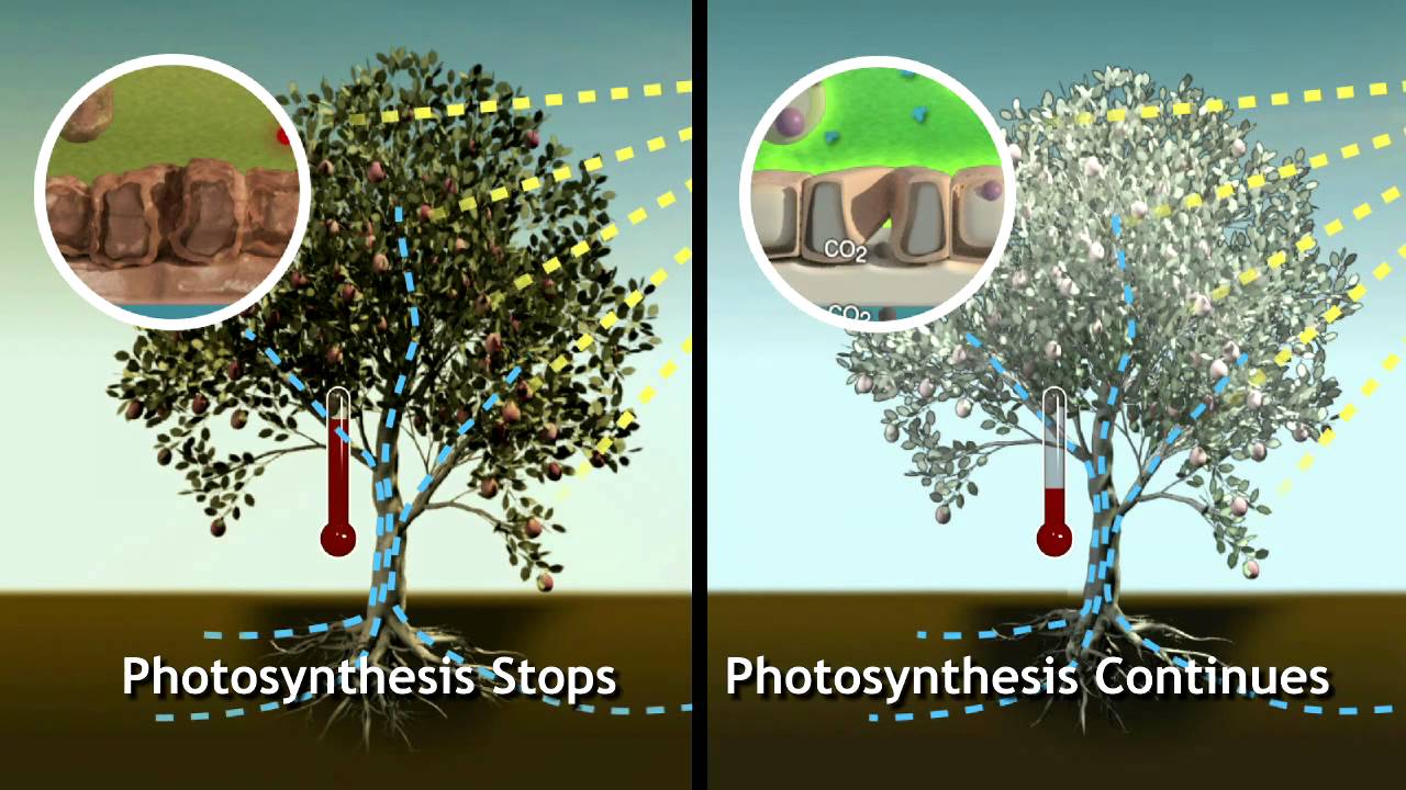 Improving Plant Health with Surround and Purshade - YouTube