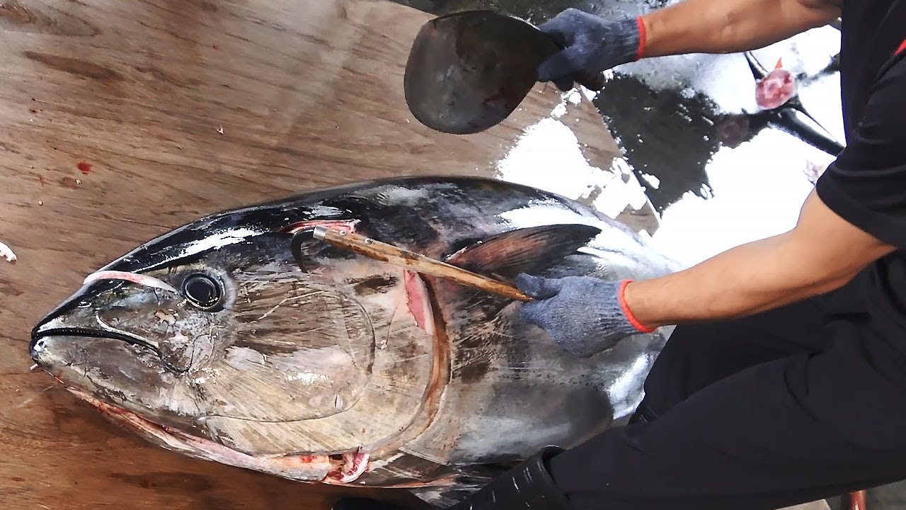Very Unique Knife and Skills - Wicked Tuna Cutting - YouTube