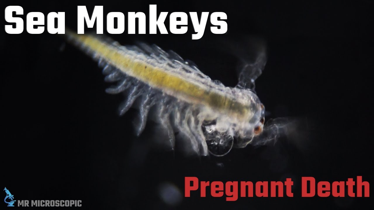 Sea Monkeys - Pregnant Death - Under The Microscope - YouTube