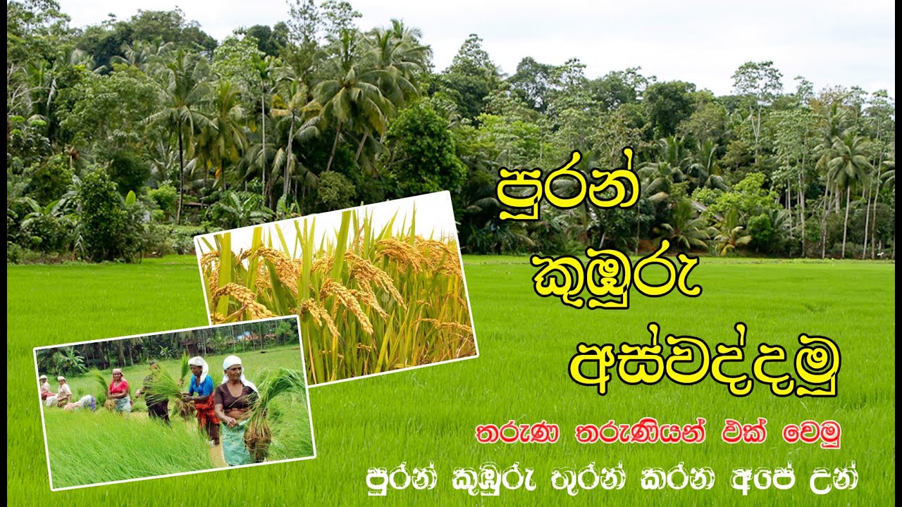sri lankawe puran kuburu aswaddamu පුරන් කුබුරු අස්වැද්දුම. පුරන් ...