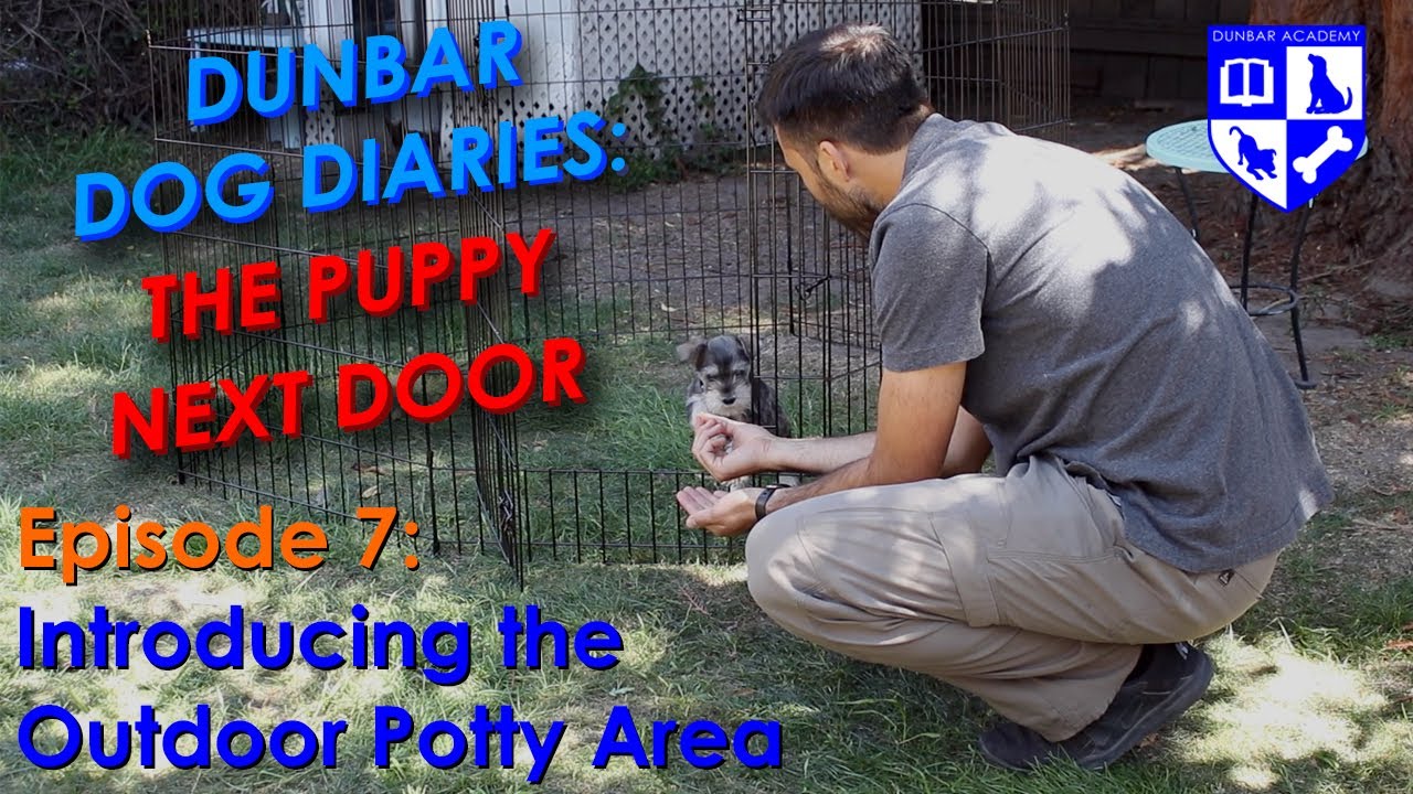 The Puppy Next Door #7 - Introduction to the Outdoor Potty Pen - YouTube