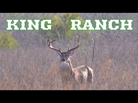 Hunting the King Ranch in Kingsville Texas - YouTube