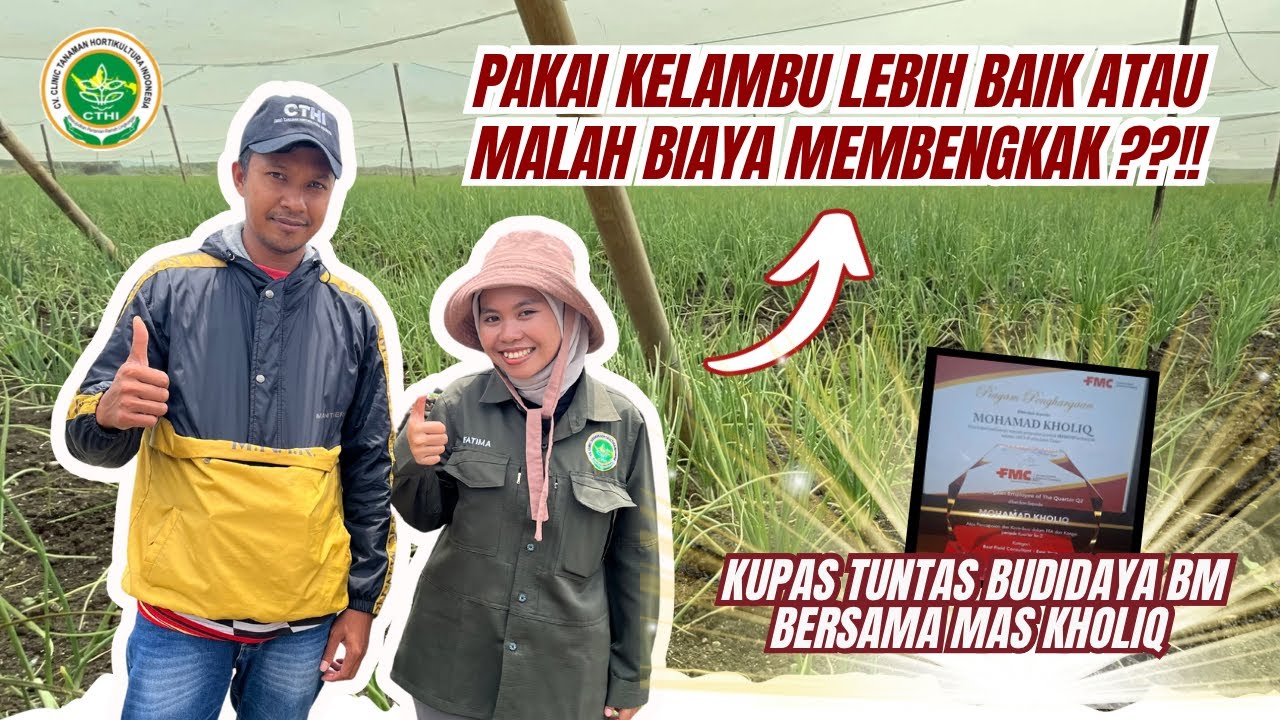 LEBIH BAIK MANA TANAMAN BAWANG MERAH DI KELAMBU ATAU TIDAK PADA MUSIM ...