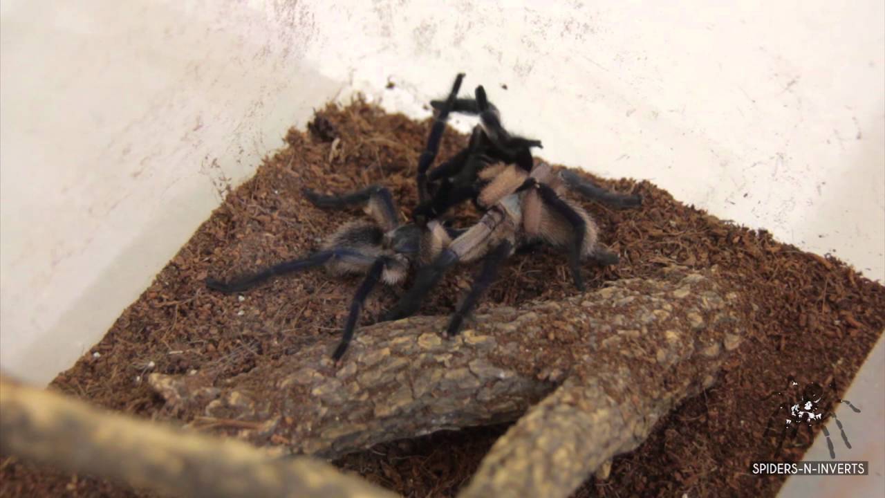 Tarantula Mating: Monocentropus balfouri (Socotra Island Baboon ...