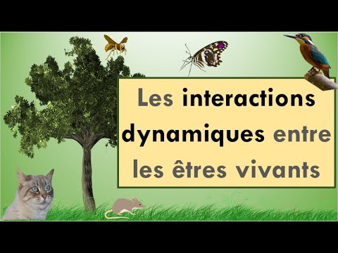 Les interactions dynamiques entre les êtres vivants