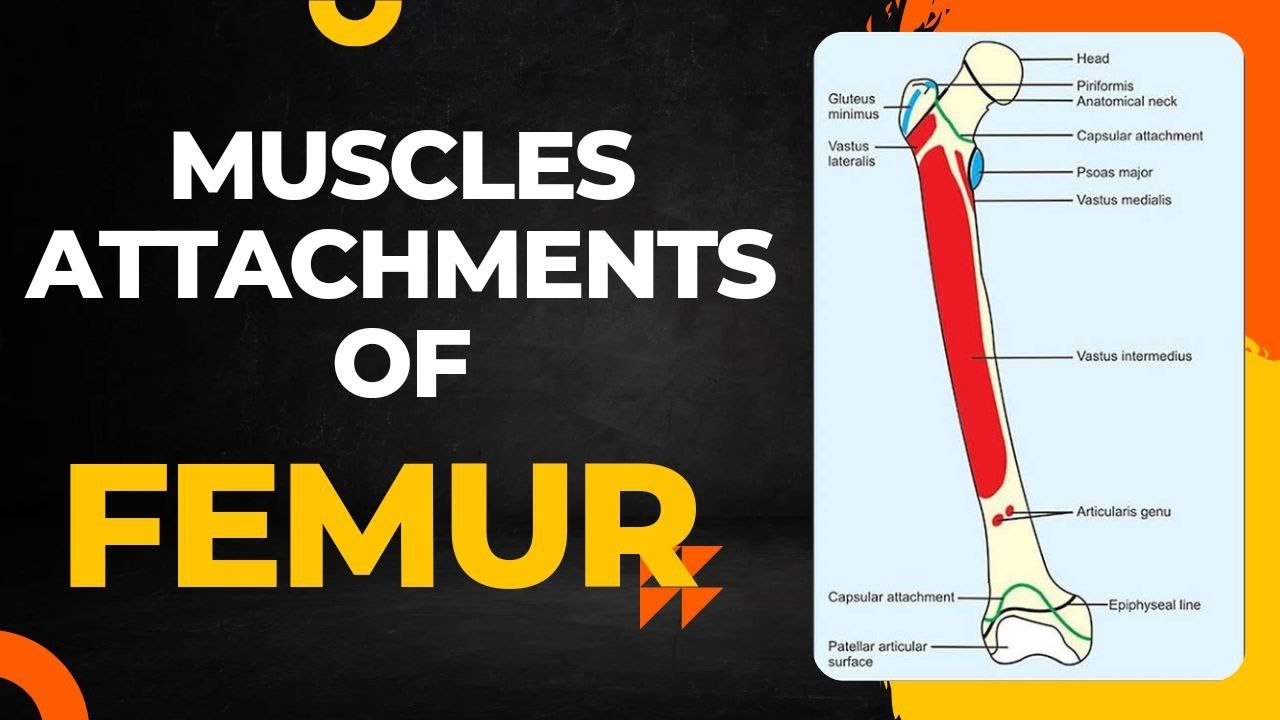 Muscle Attachment of Femur - YouTube