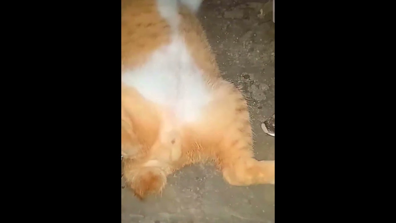 gaya kucing oyen lagi tidur‼️ #shorts #kucingoyen #kucingtidurlucu ...