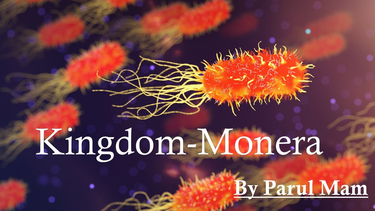 Kingdom Monera (Part 2) | Class 11 | NEET | Biological Classification ...