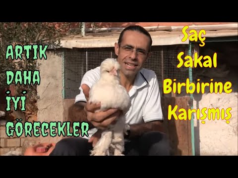 Sultanlara Amerikan Traşı 🐔🐥