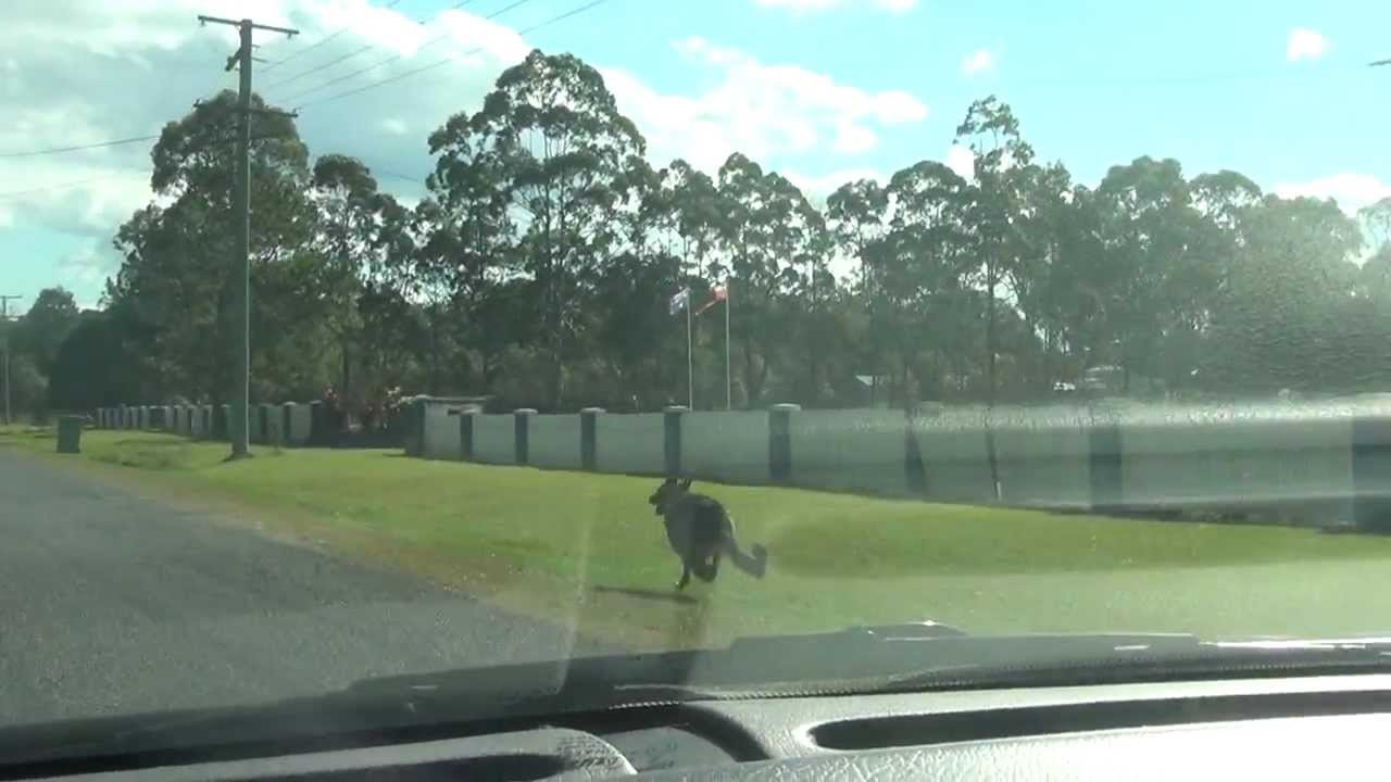 German Shepherd Races Car - YouTube