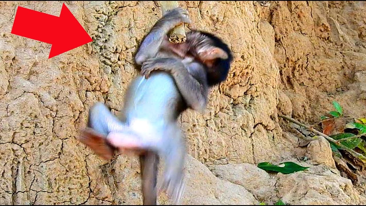 Jade Baby Monkey Fall Down From Tree - YouTube