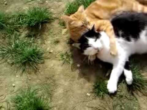 combat de chats de guerre : prise de soumission - YouTube