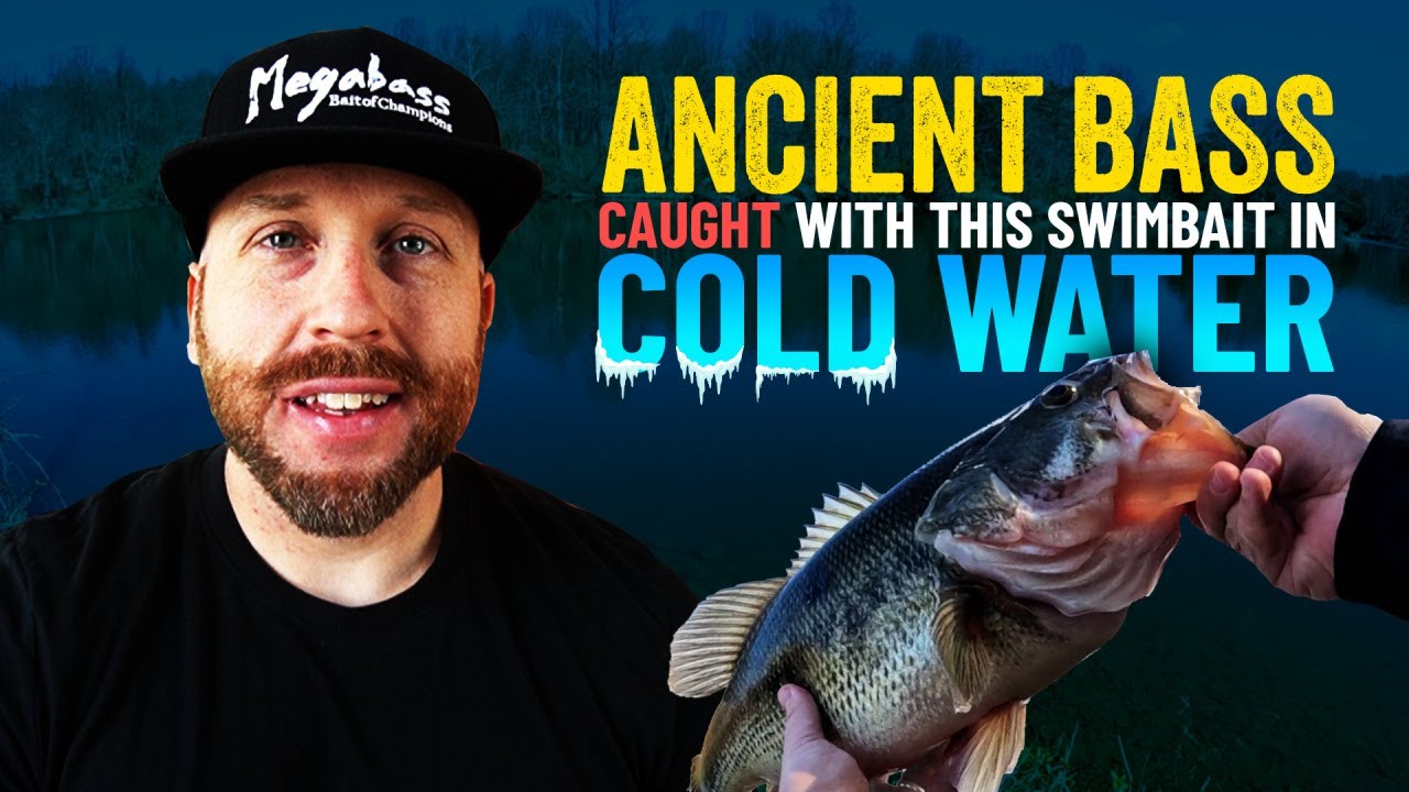I Caught An Ancient Bass With This Swimbait In Cold Water! - YouTube