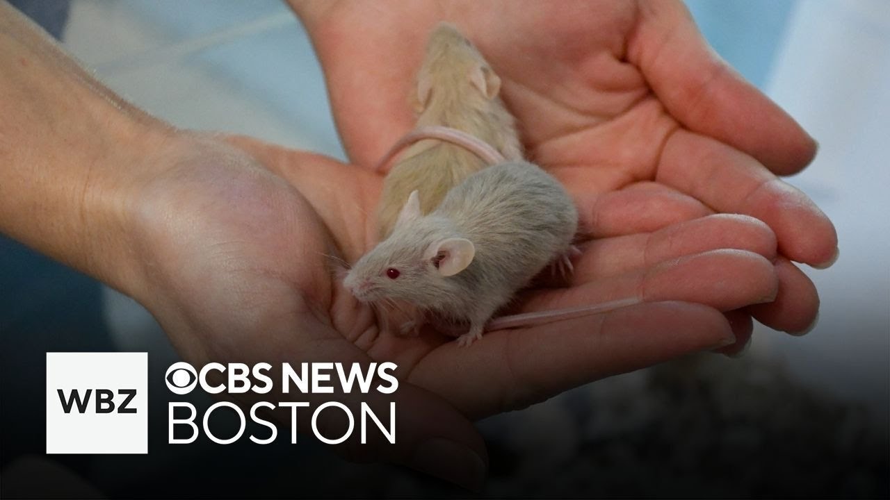 New Hampshire animal shelter ends up with 1,000 mice for adoption - YouTube