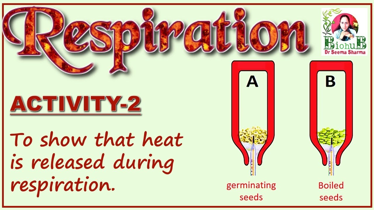 Science Activity : To show that heat is released during Respiration ...