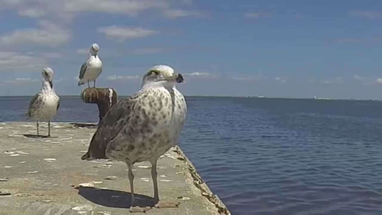 The lazy seagull (portuguese short film) - YouTube
