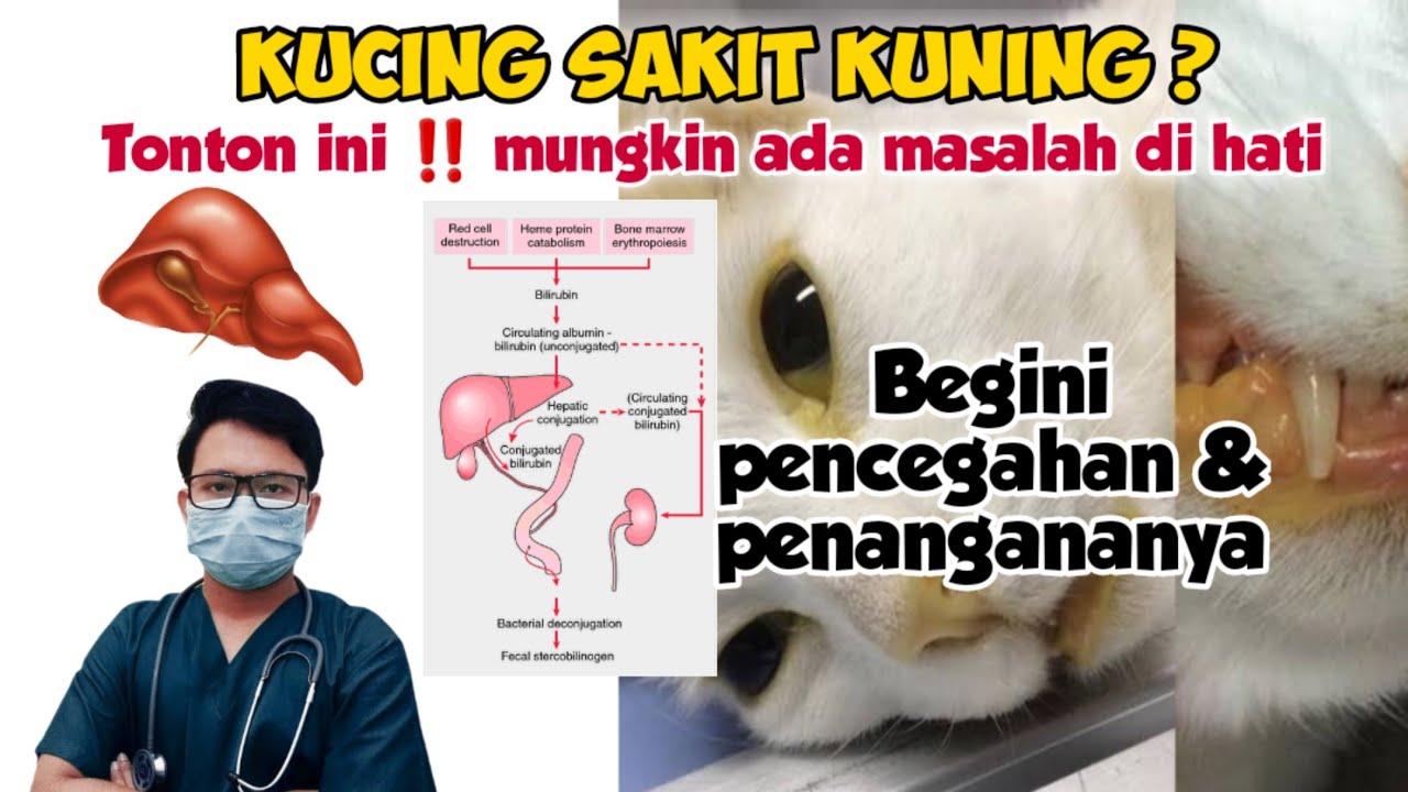KUCING SAKIT KUNING ⁉️ BEGINI PENCEGAHAN & PENANGANANYA || drh Mirza ...