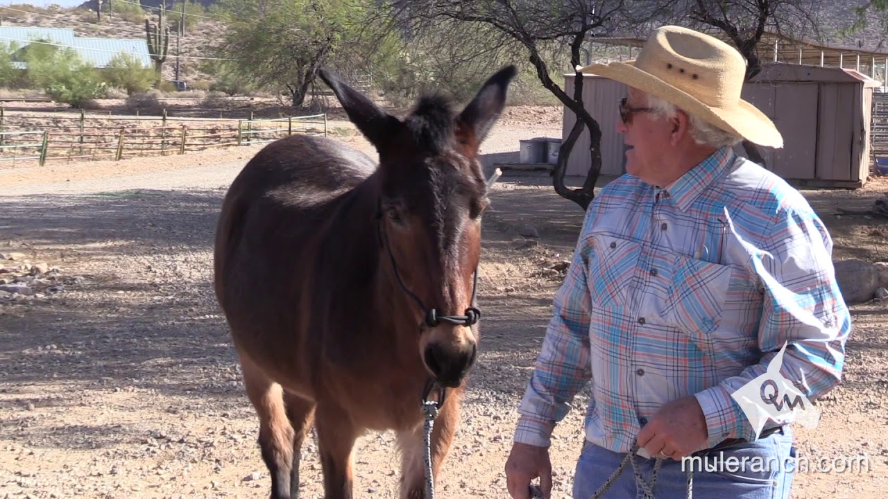 Halter Training A Mule with Lead Rope - YouTube