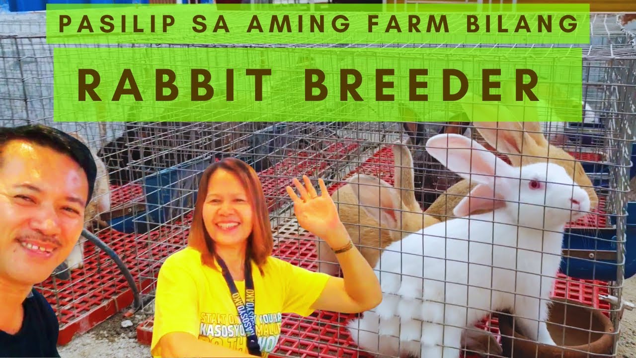Best Rabbit Farm In The Philippines - YouTube