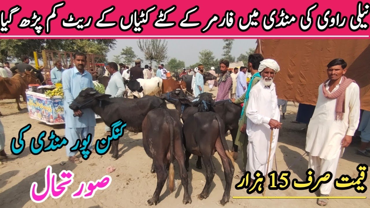 Kattay Jhotay Farming Profitable Business Nili Ravi Price Update ...