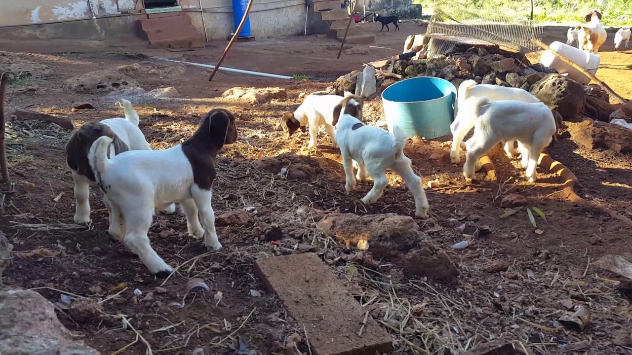 Boer Goat Kids Having Fun At Unity Boer Goat Farm, Manchester, Jamaica ...