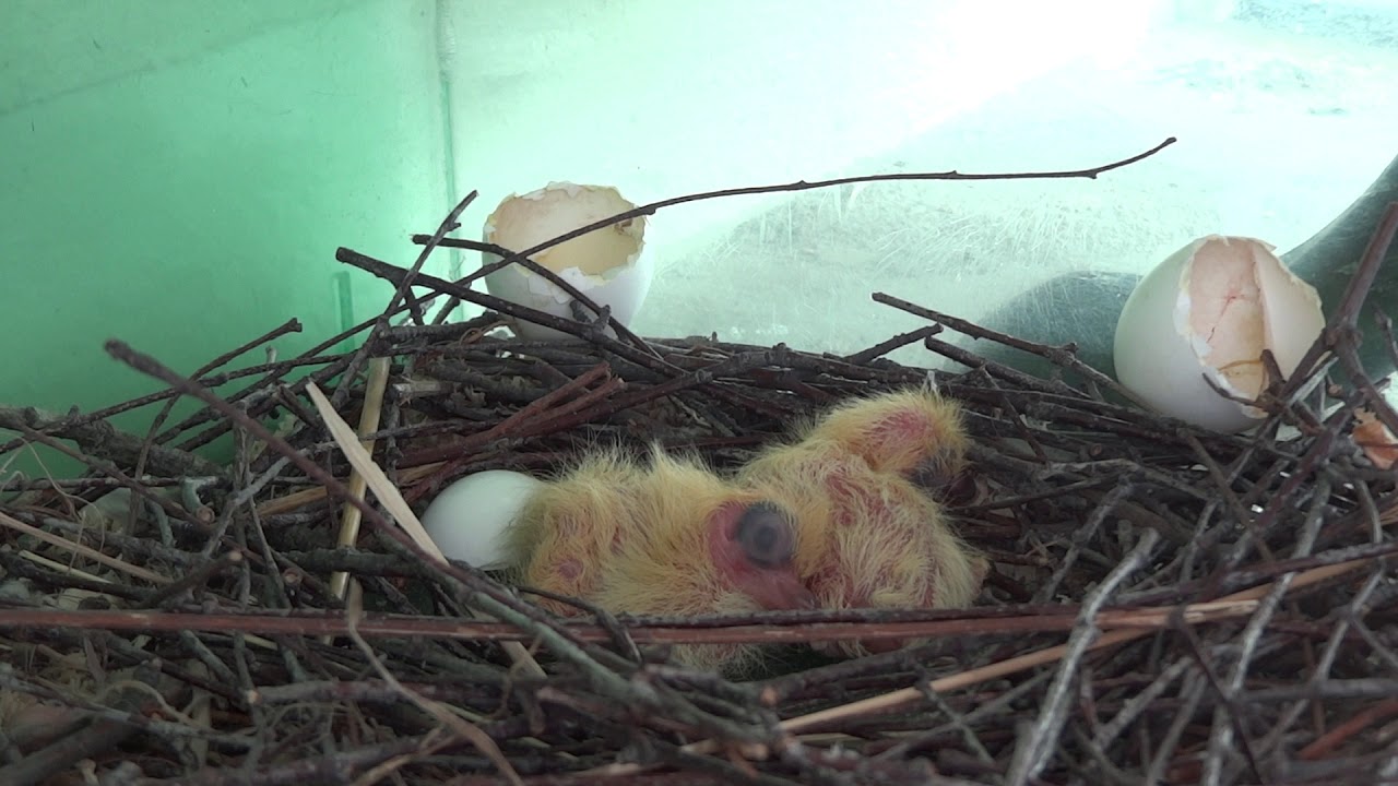 Bébés pigeons après éclosion - YouTube