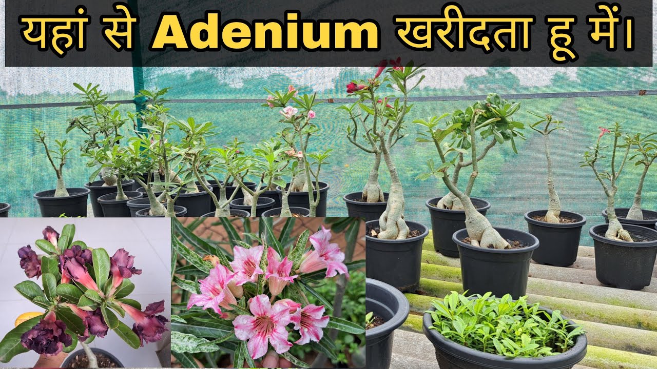 Adenium nursery visit: यहां से सबसे सस्ते एडिनियम खरीदता हू में। all ...