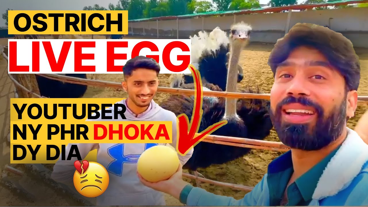 Youtuber Ny Dhoka Dy Dia 😢 || Ostrich Live Egg 🥚|| Mini Private Zoo 🦌 ...