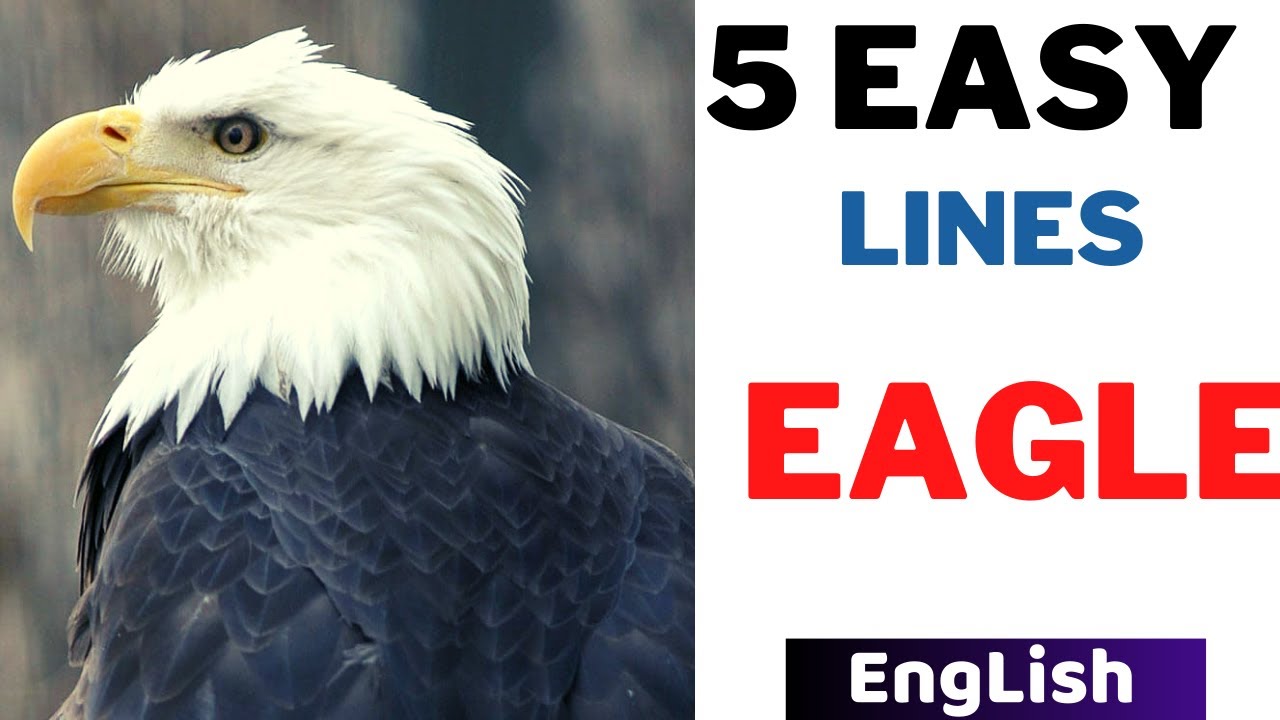 5 Lines on Eagle in English | Best Easy Write Speech Essay on Eagle ...