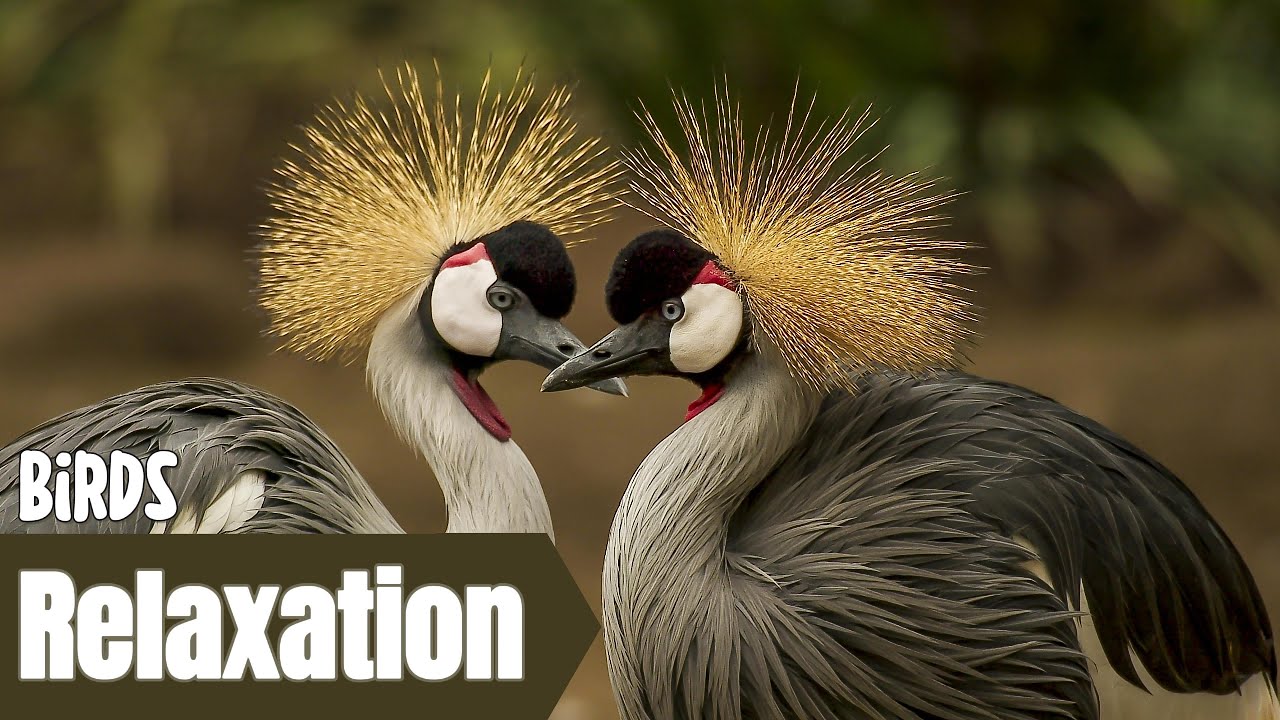 Relax with Bird Sounds: Stress Relief and Sleep - Part 2 #relaxation # ...