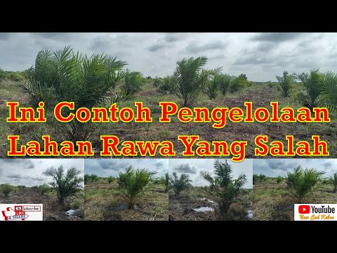 Ini Adalah Dampak Kegagalan Pengelolaan Air Di Lahan Rawa, Semua Areal Jadi Tergenang