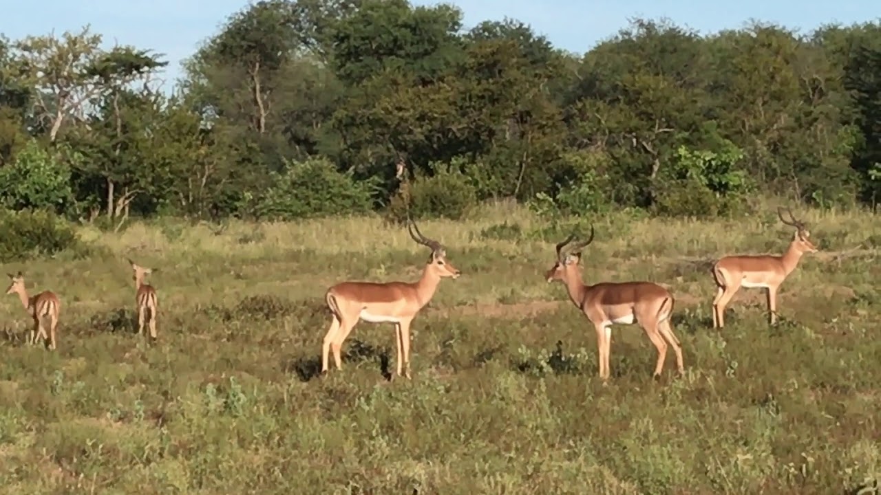 A herd of Impalas running frantically - YouTube