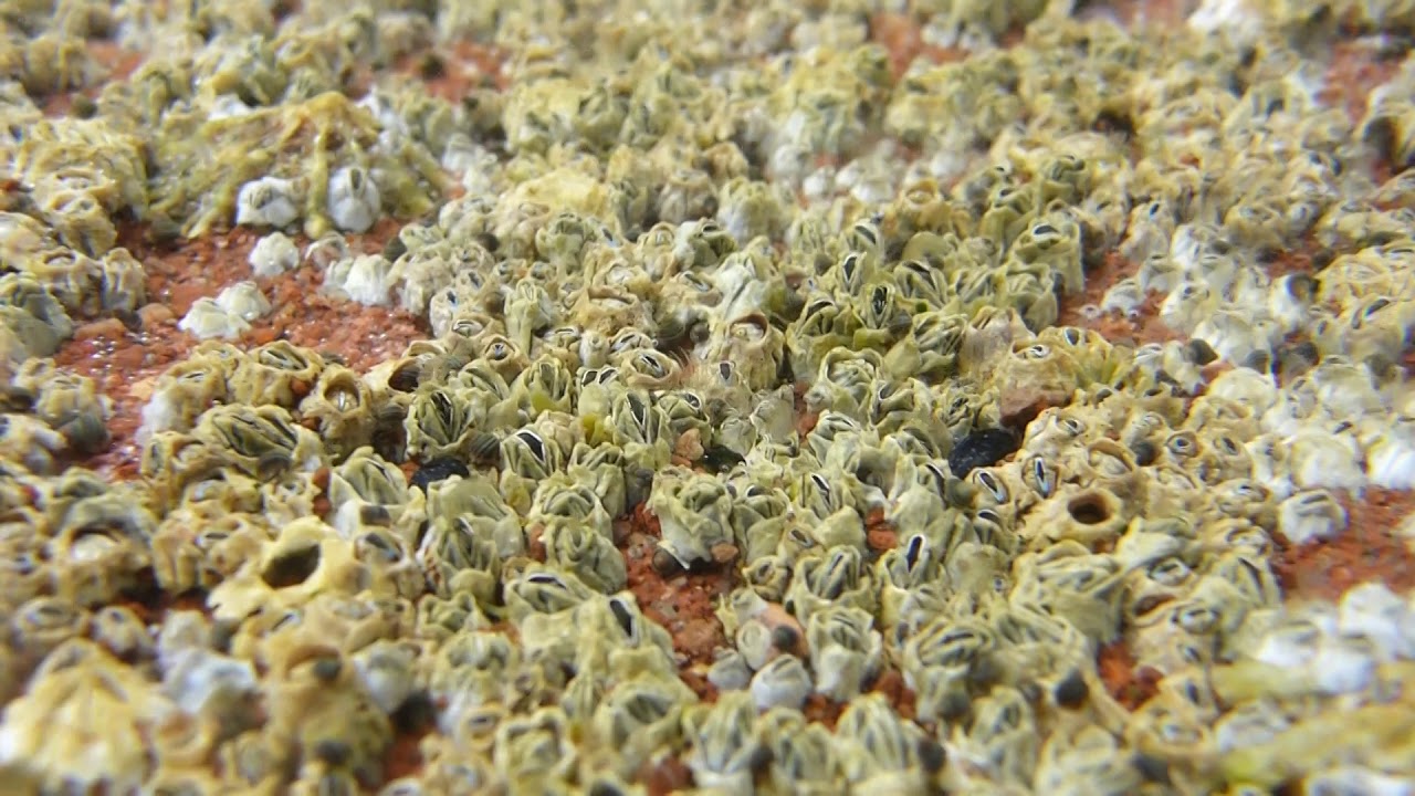 Barnacles feeding at Paignton Devon. - YouTube